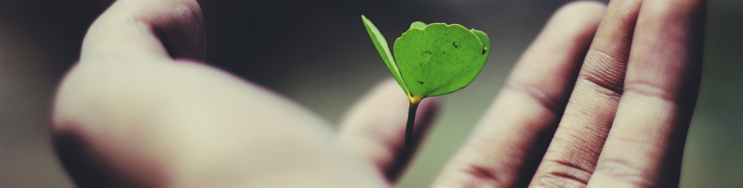 Our Story - LifeLines : LifeLines